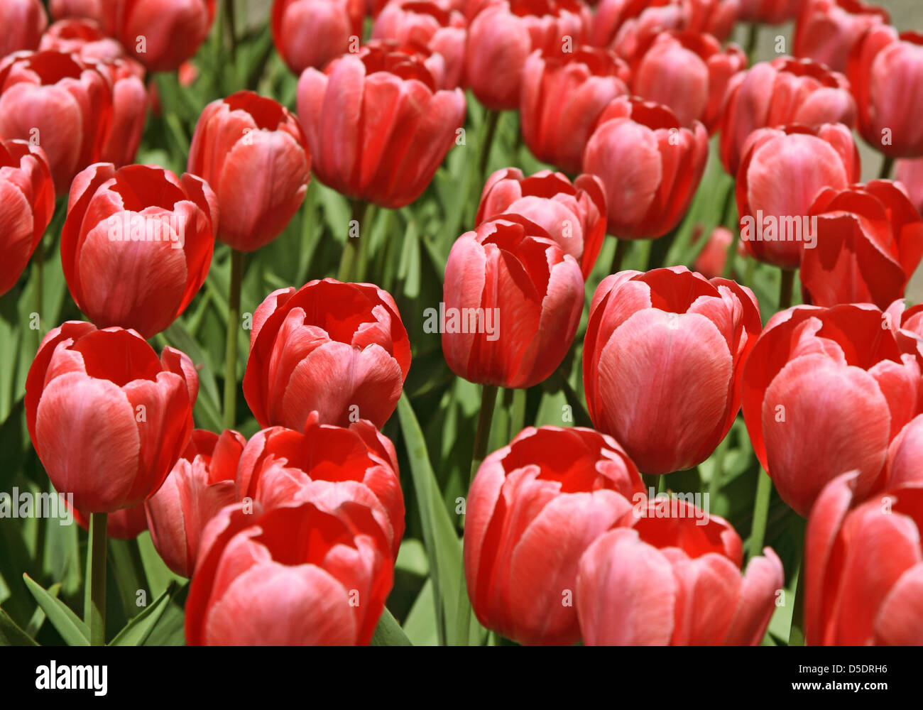 Beautiful punk tulips in a garden in springtime Stock Photo - Alamy