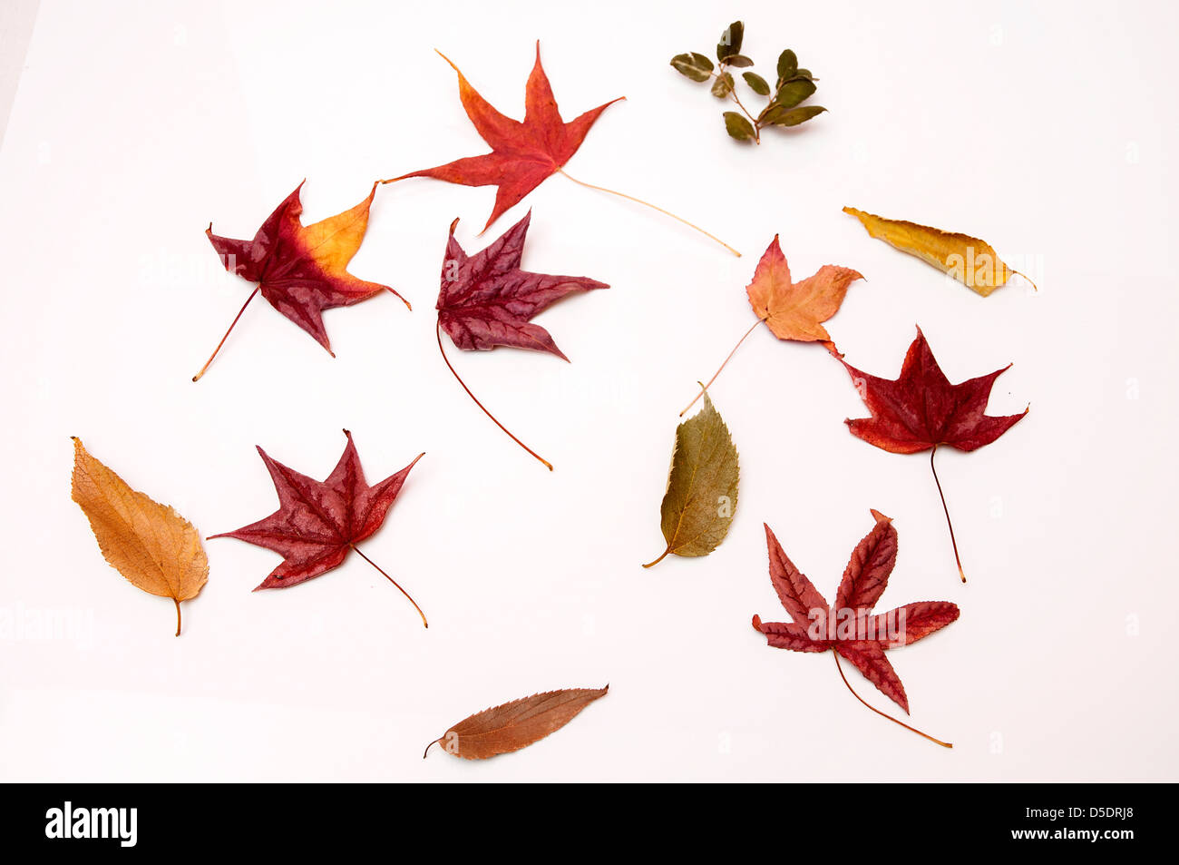 sheets of different shapes and colors of fall Stock Photo - Alamy