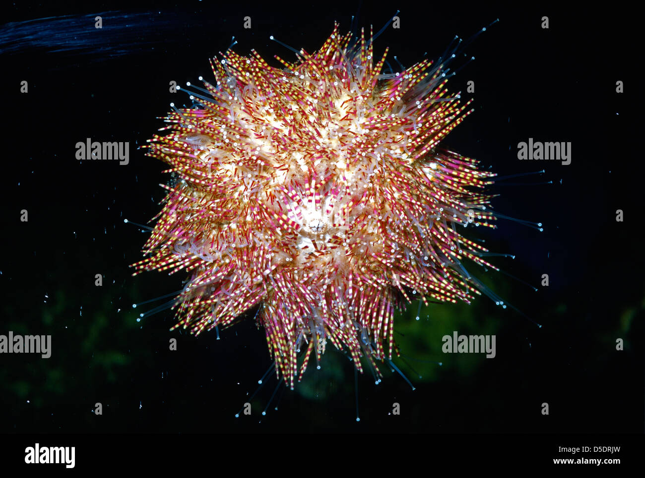 Pinhead sea urchin hi-res stock photography and images - Alamy