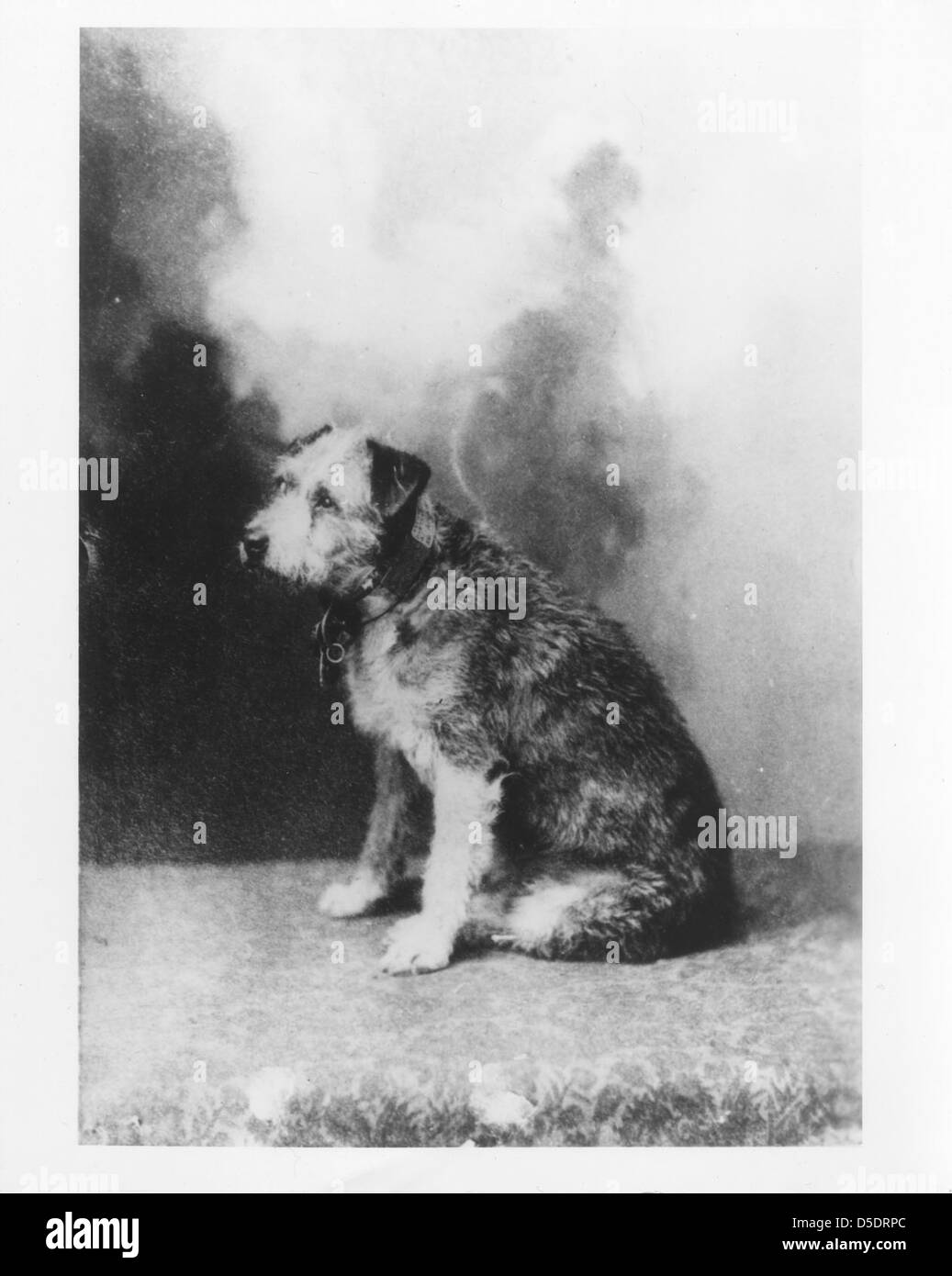 Owney, the mascot dog of the U.S. Postal Service, became a symbol of ...