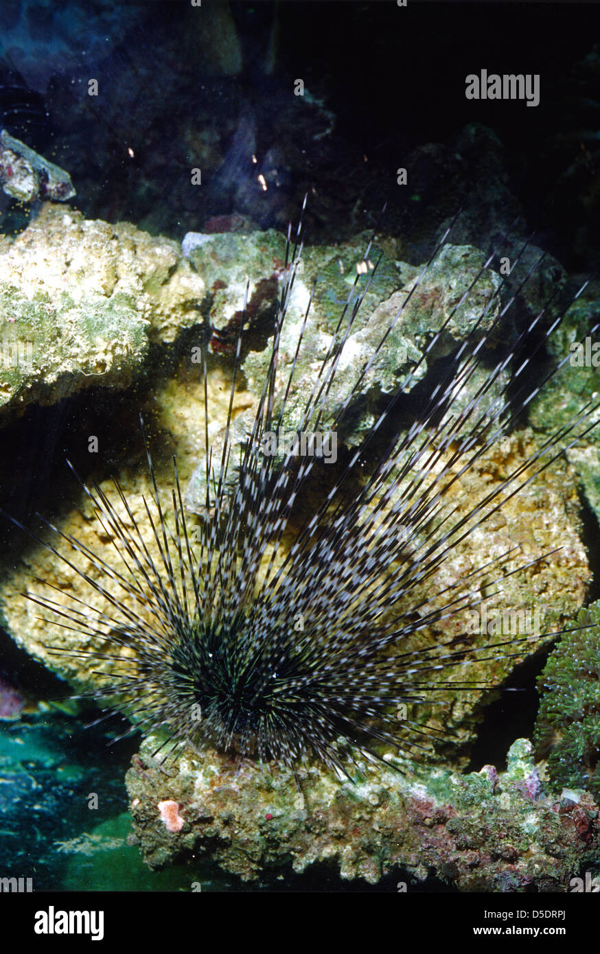Diadematidae indo pacific ocean roberto nistri vertical urchins reef ...