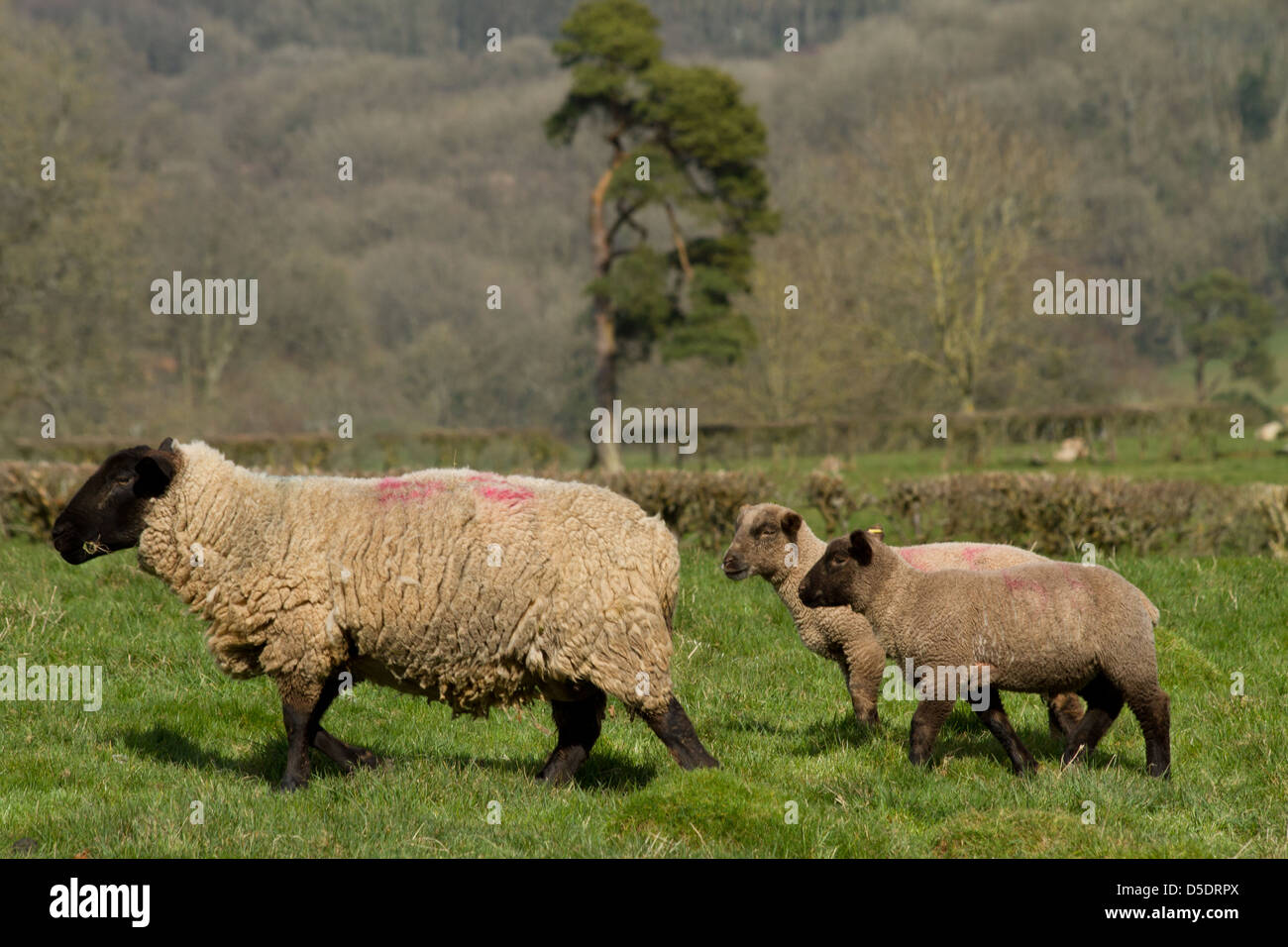 Two lambs follow their mother as she walks across a field Stock Photo ...