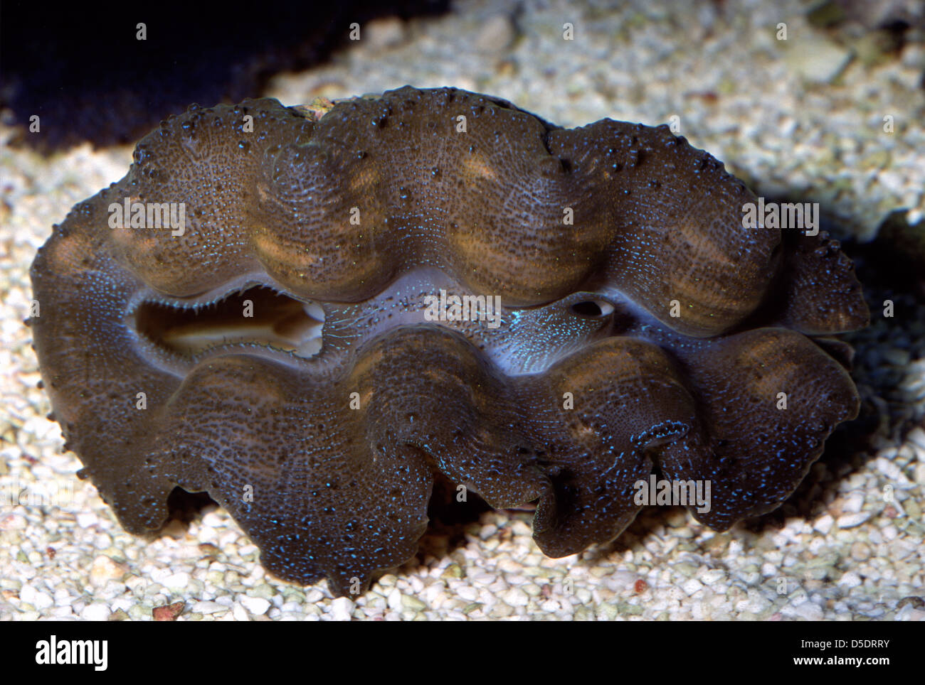 Indo pacific shells hi-res stock photography and images - Alamy