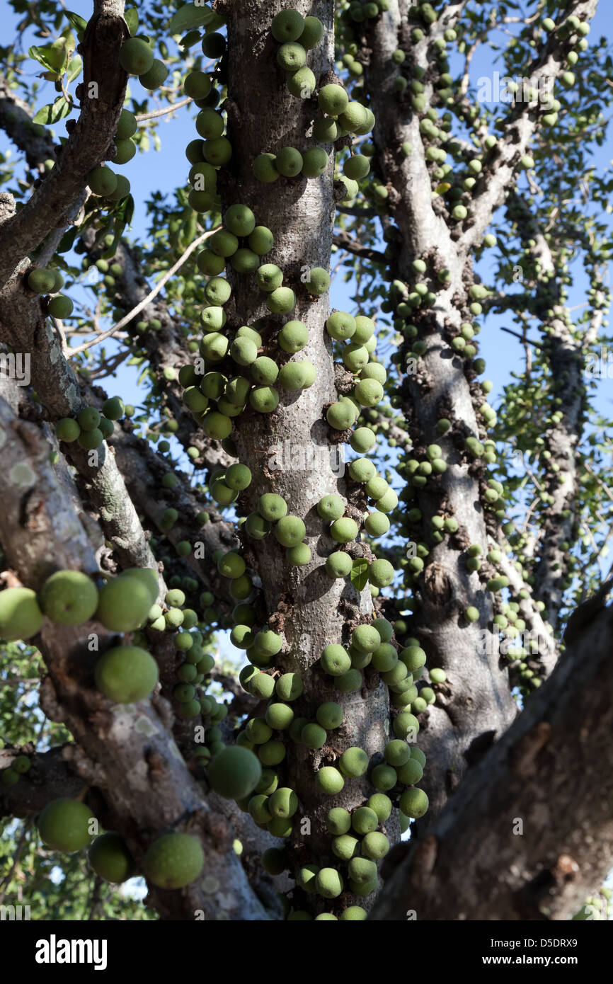 Knobbly fig (Ficus sansibarica), an African species of cauliflorous fig ...