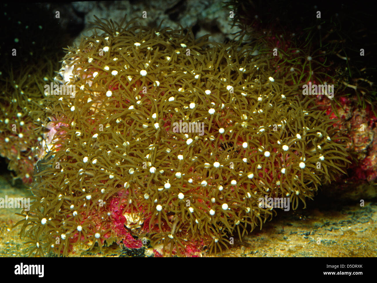 Alcyonaria hi-res stock photography and images - Alamy