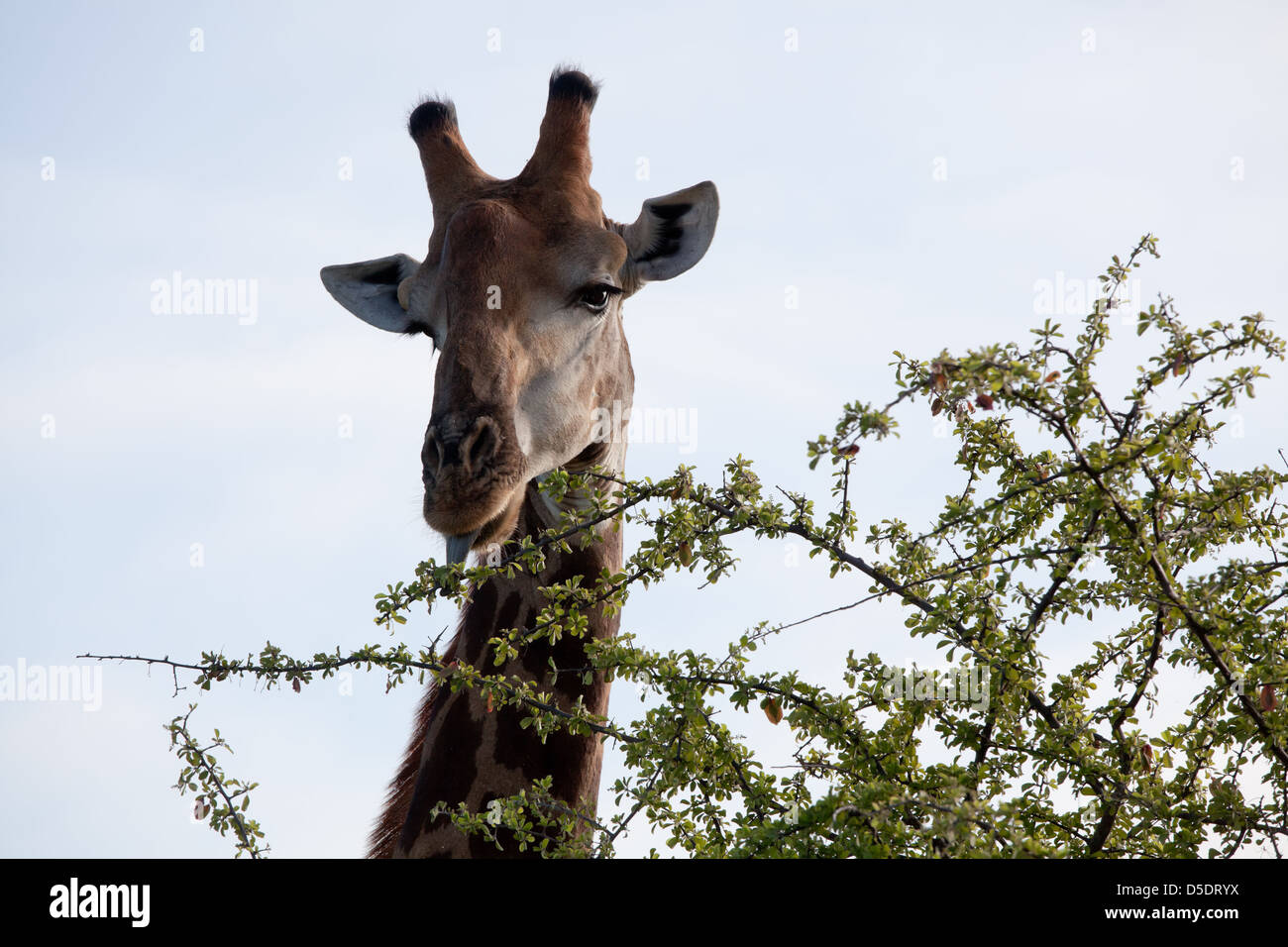 Giraffe stare hi-res stock photography and images - Alamy