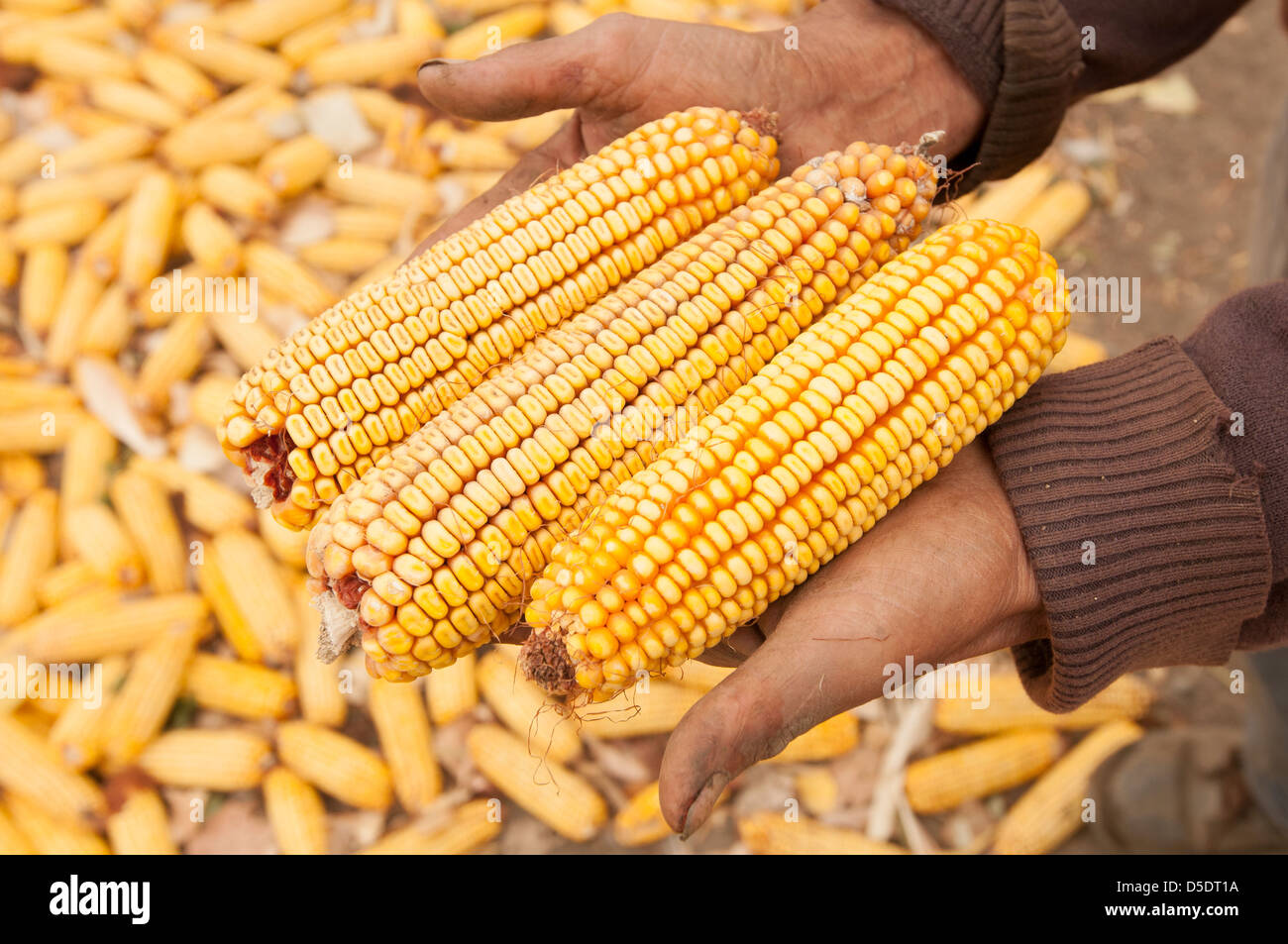 dry yellow corn for food in the winter Stock Photo - Alamy