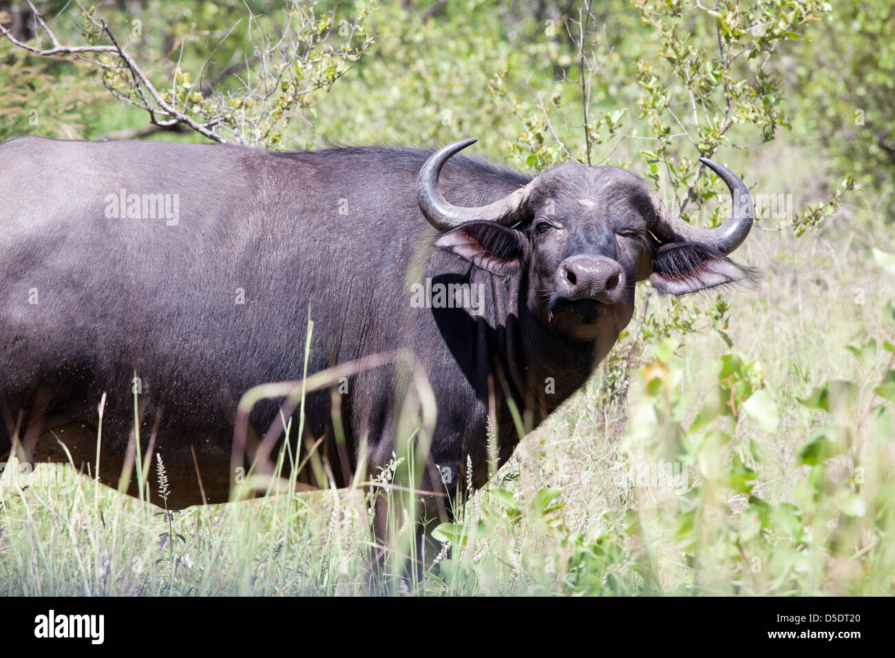 Buffalo portrait. South Africa, Kruger's National Park Stock Photo - Alamy