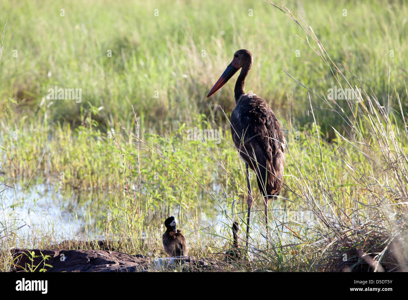 Black Stork family. South Africa, Kruger's National Park Stock Photo ...