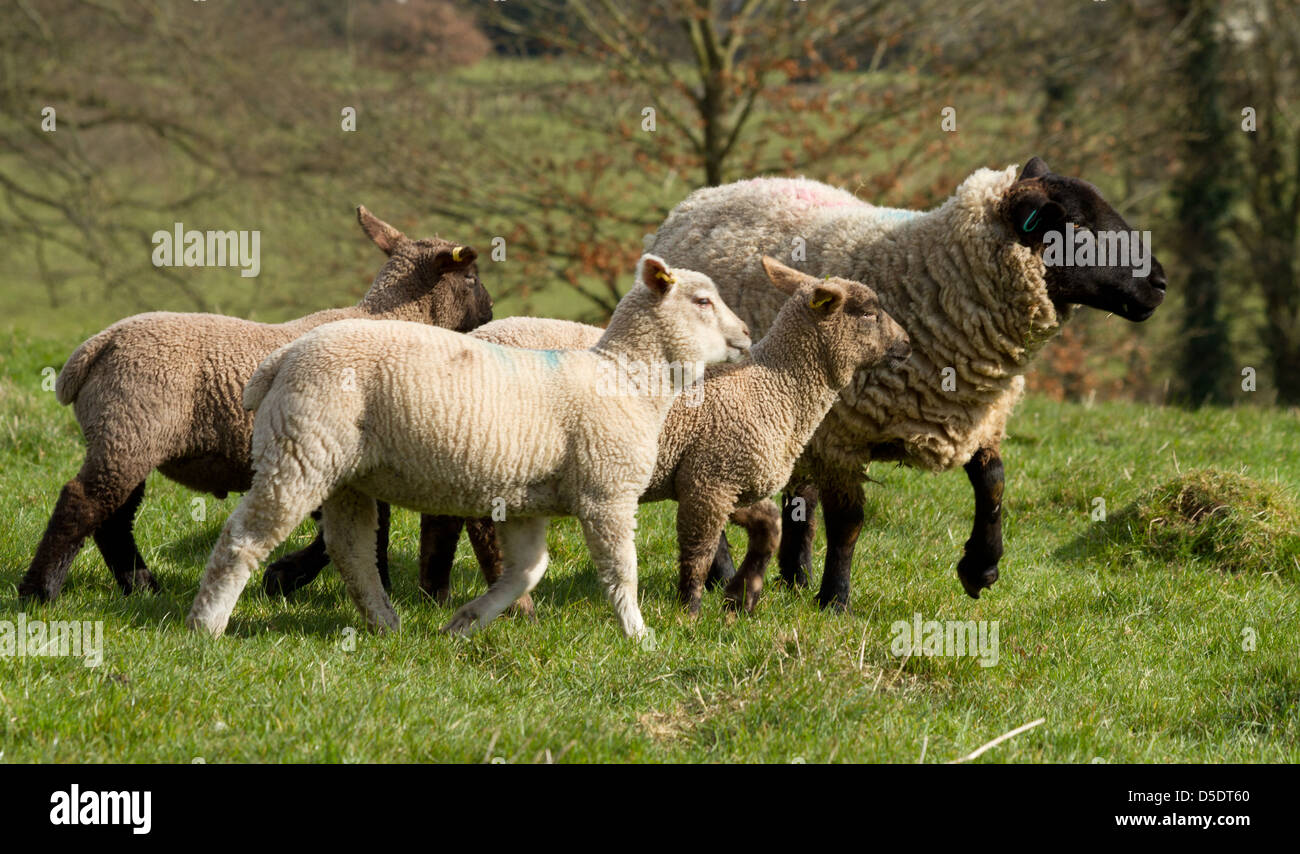 Three young lambs with an adult sheep in a field Stock Photo - Alamy