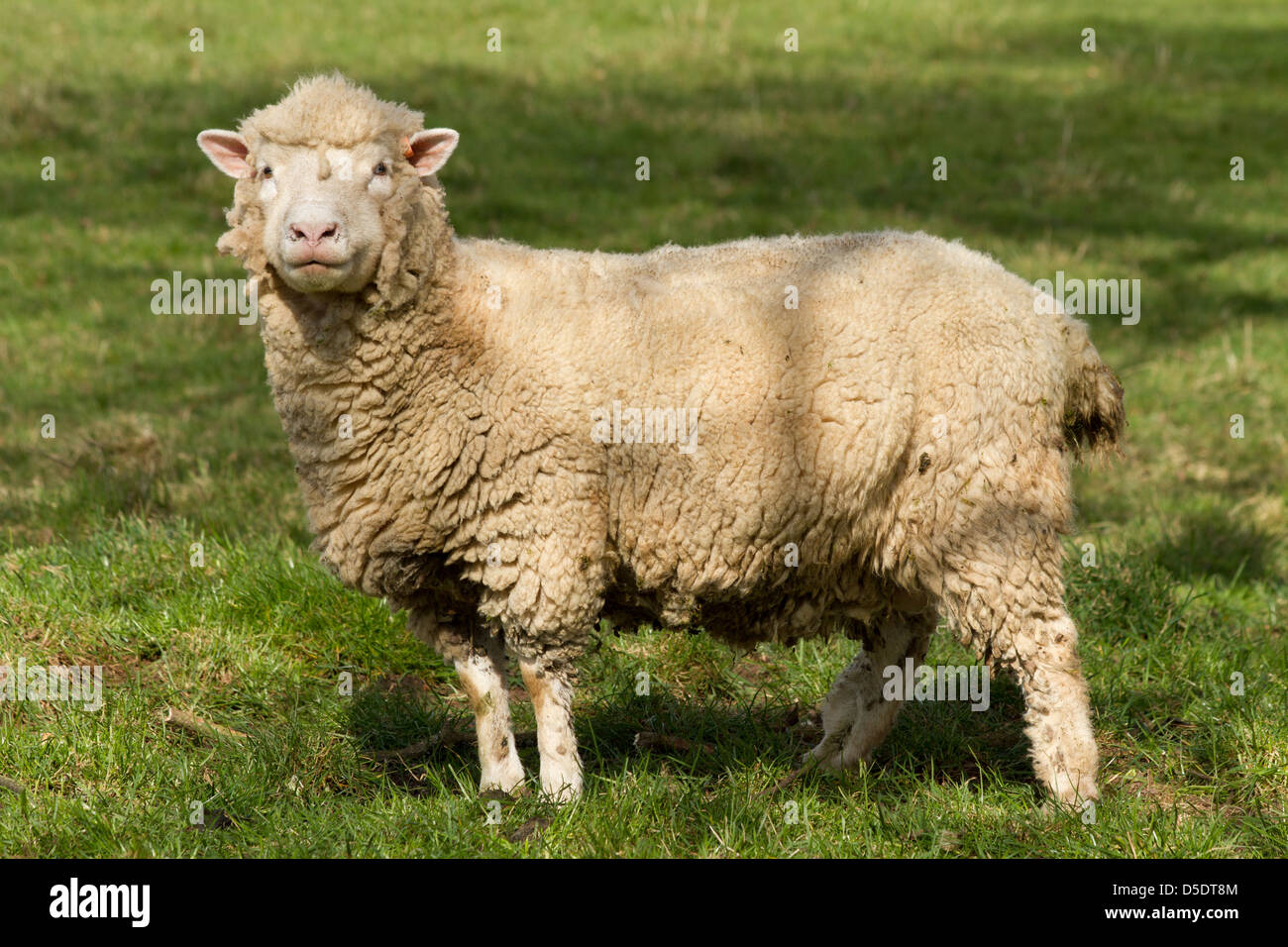 Ewe tree hi-res stock photography and images - Alamy