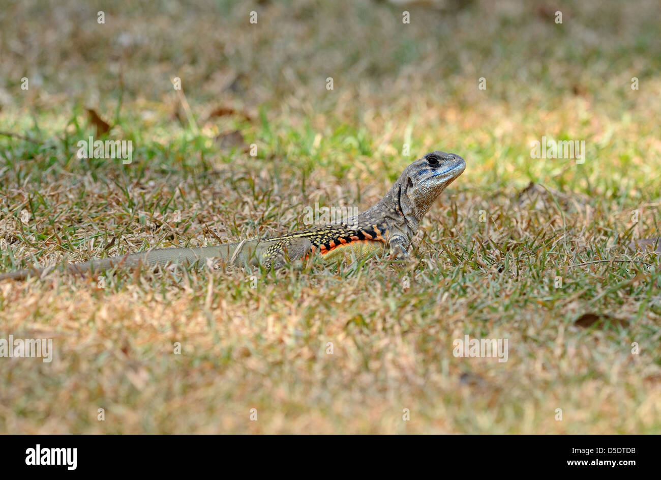 beautiful Common Butterfly Lizard (Leiolepis belliana) at Huay Kha ...