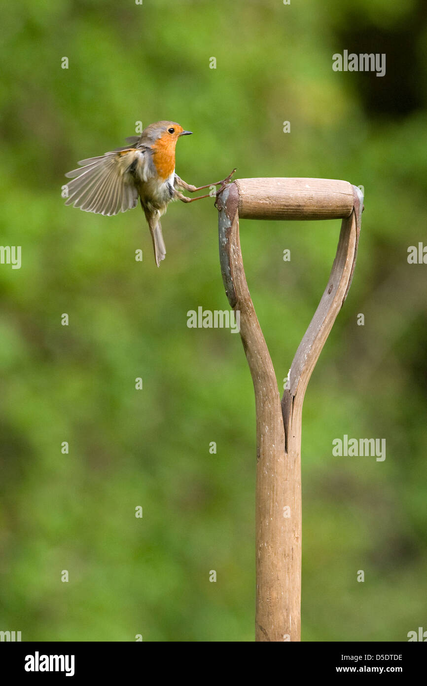A European Robin with a garden spade handle (Erithacus rubecula Stock ...