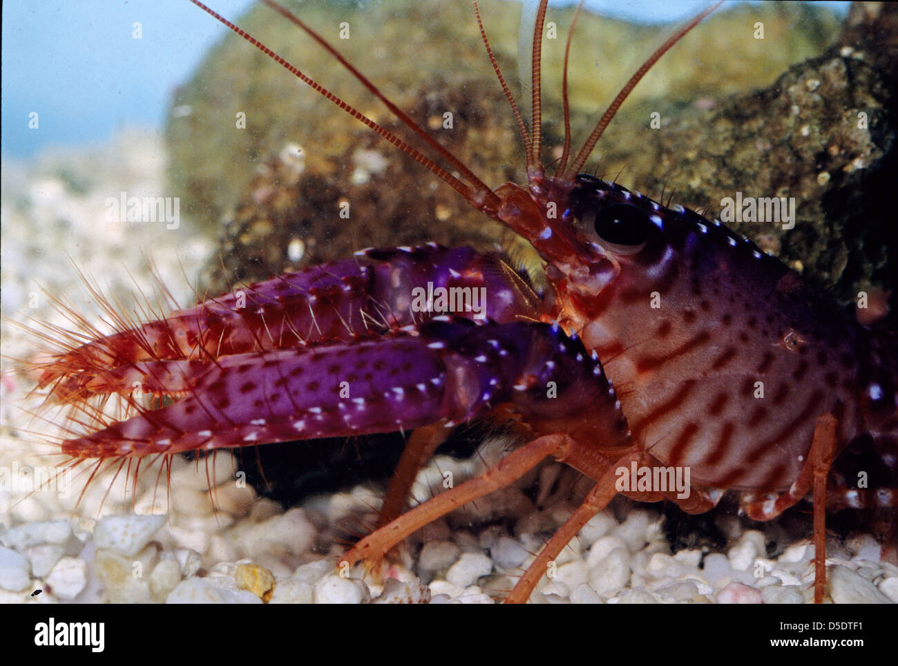 Daum's Reef Lobster Enoplometopus daumi Enoplometopidae Stock Photo - Alamy