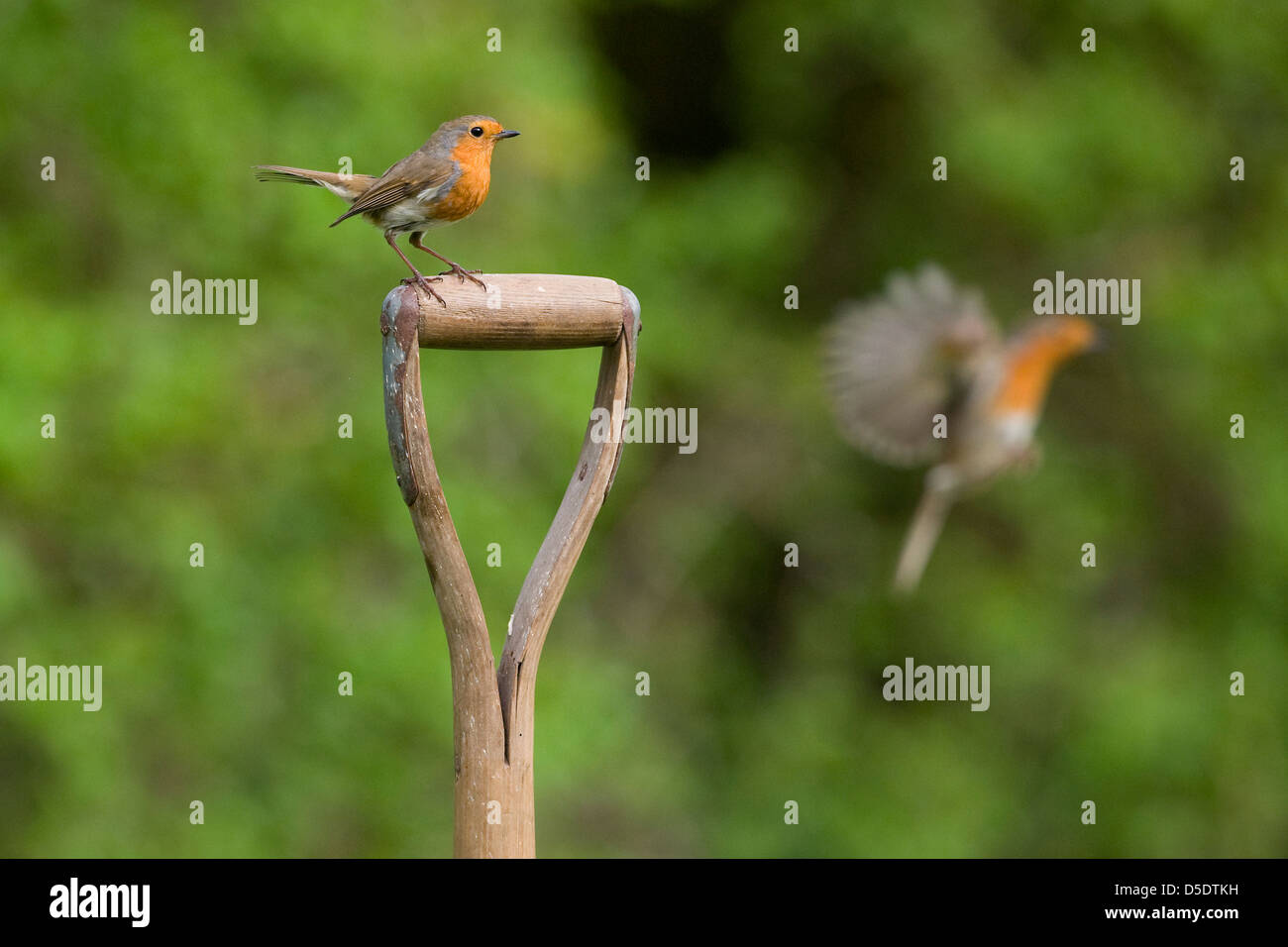 A European Robin sitting on a garden spade handle with second flying ...