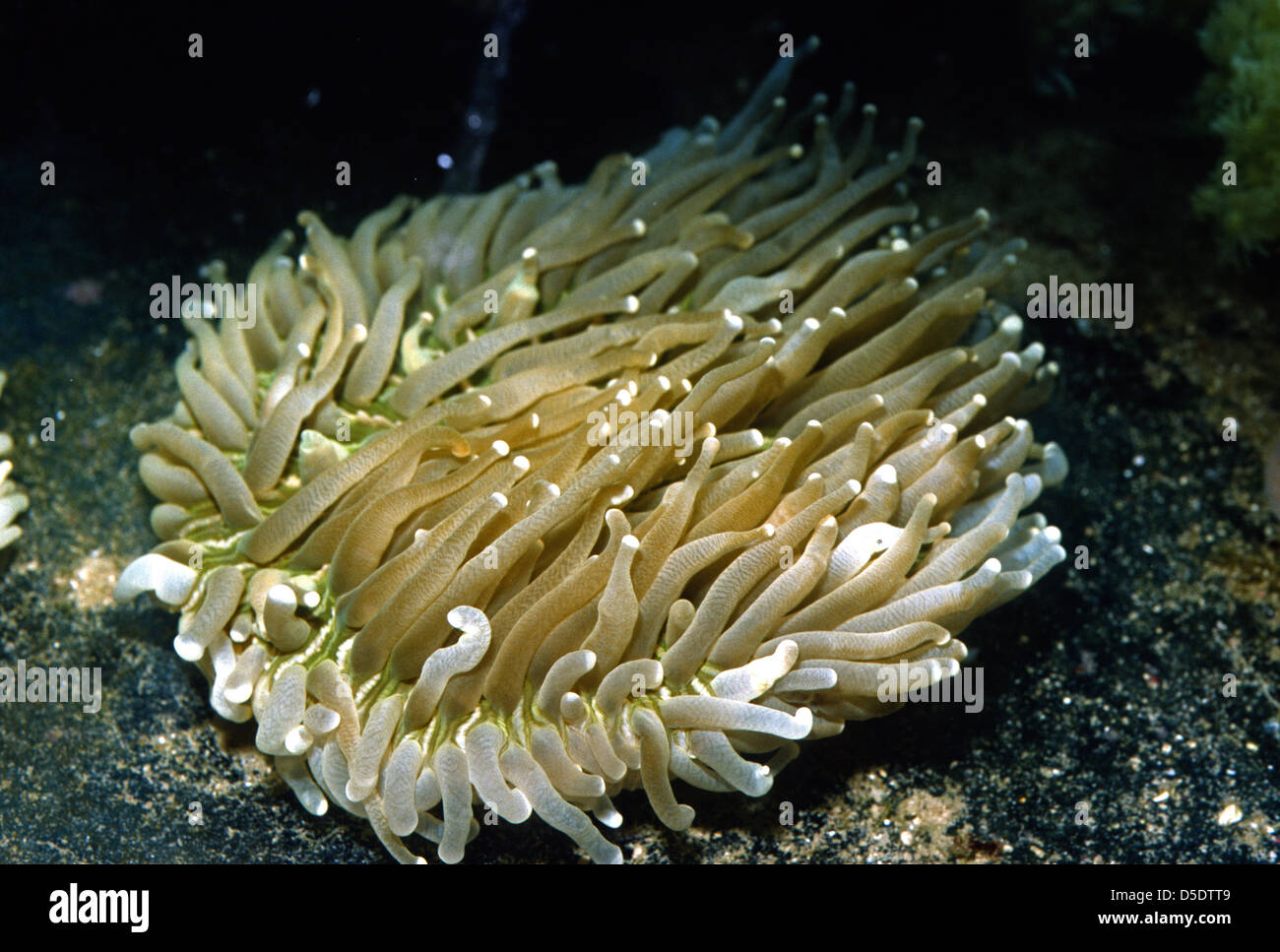 Mushroom coral Heliofungia actiniformis, Fungiidae Indo-pacific ocean ...