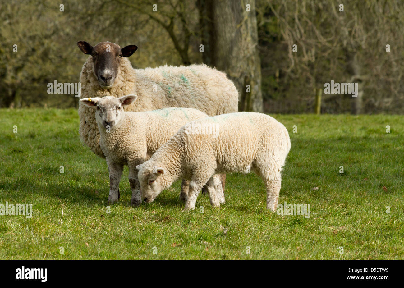 Ewe with two lambs Stock Photo - Alamy