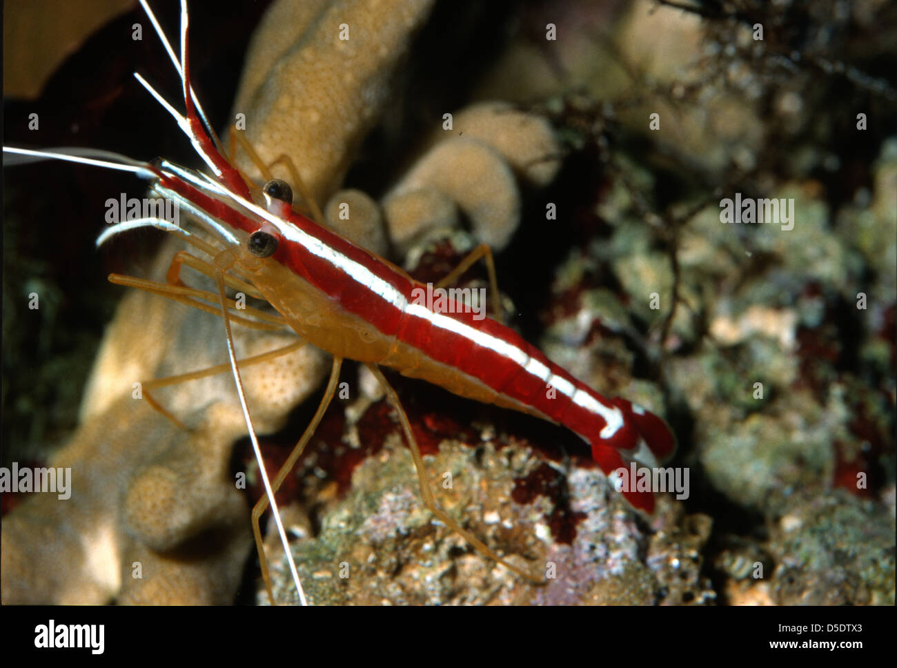 Scarlet Skunk Cleaner Shrimp Lysmata amboinensis, Hippolytidae, indo ...
