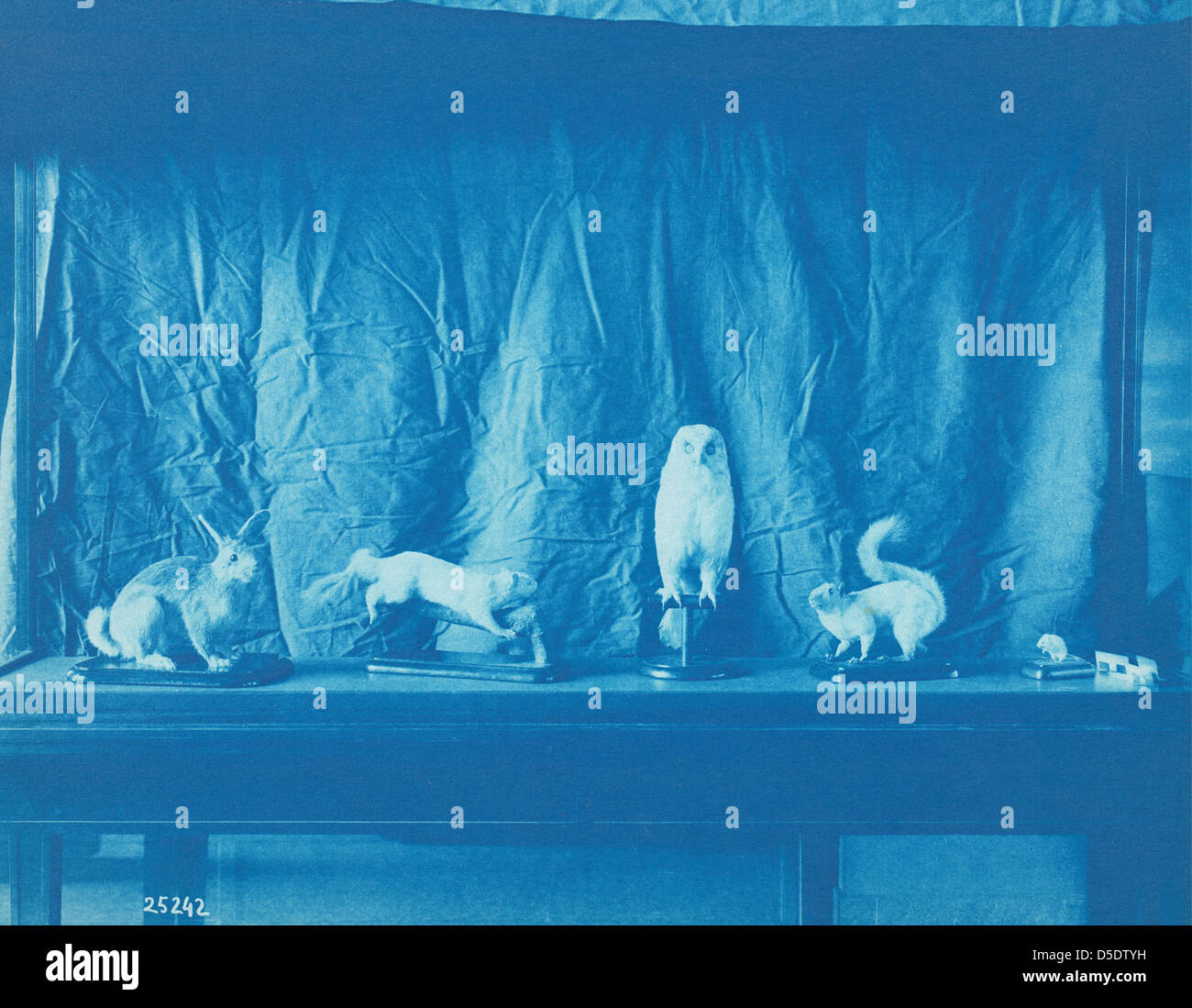 An early 20th-century museum display of stuffed animals, including a ...