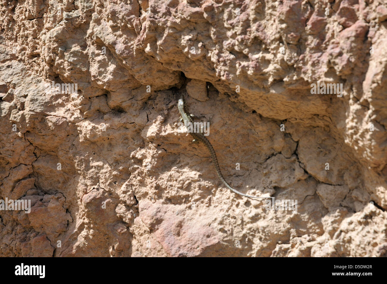 running down the wall lizard Stock Photo - Alamy