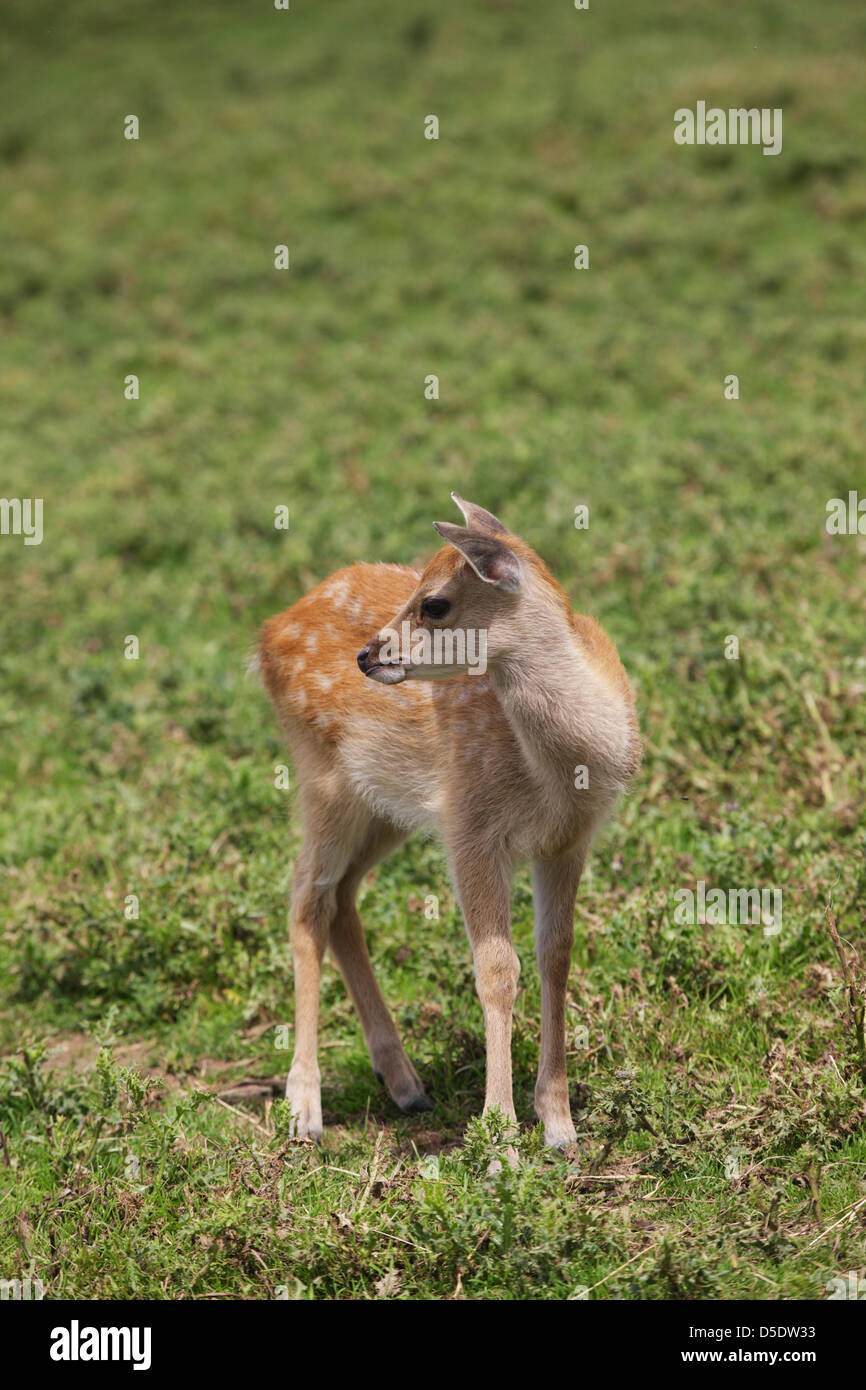 Captive Japanese Sika deer Cervus nippon Stock Photo - Alamy