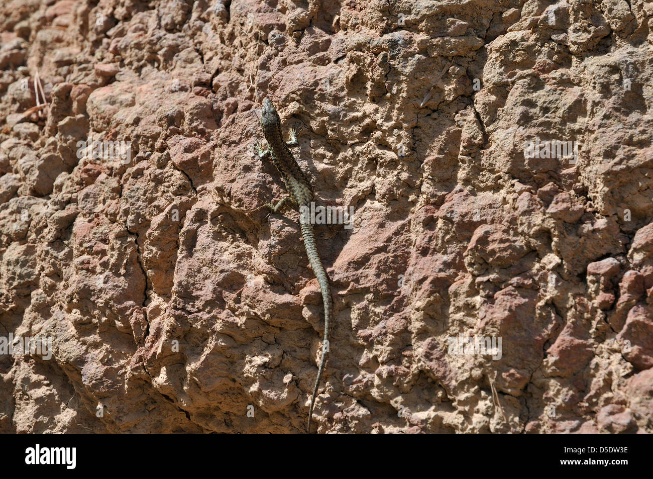 running down the wall lizard Stock Photo - Alamy