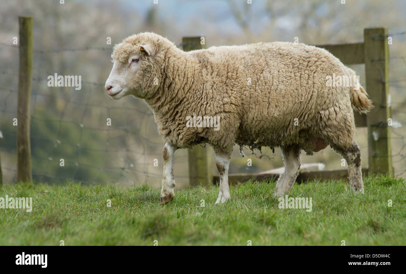 Adult sheep in a field Stock Photo - Alamy