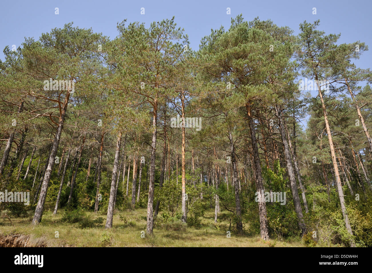 forest with blue sky Stock Photo - Alamy