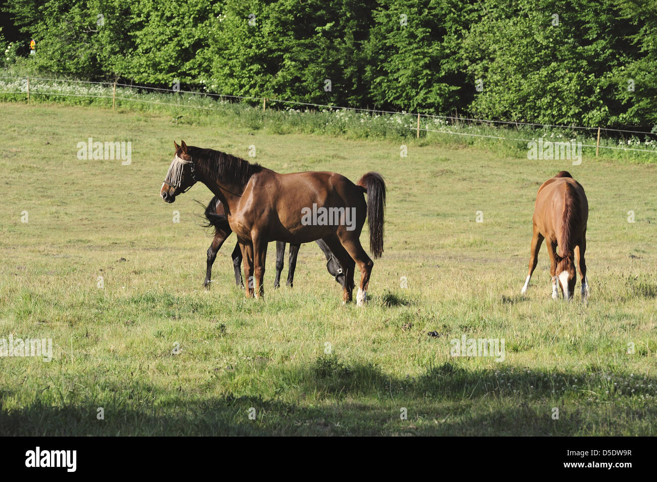 Riding-horses on a summer pasture land Stock Photo - Alamy