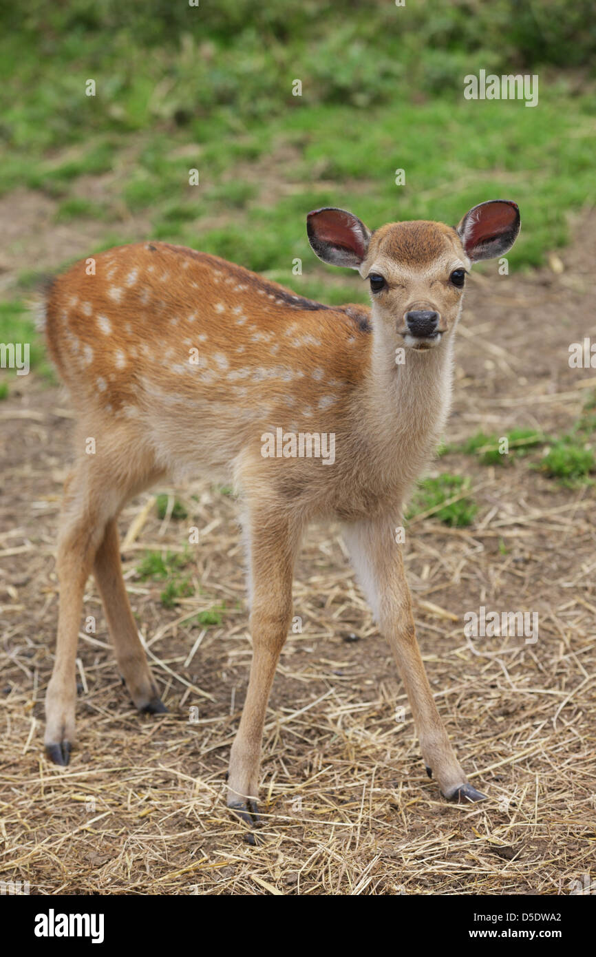Captive Japanese Sika deer Cervus nippon Stock Photo - Alamy