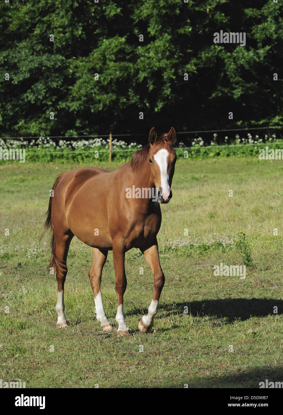 Riding-horse on a summer pasture land Stock Photo - Alamy