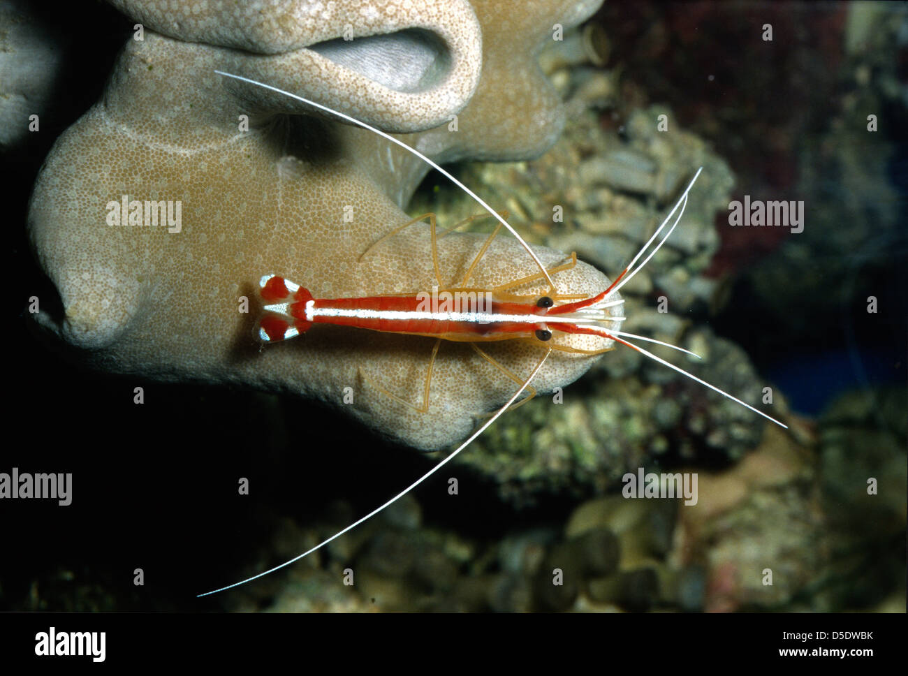 Scarlet skunk cleaner shrimp lysmata amboinensis hi-res stock ...