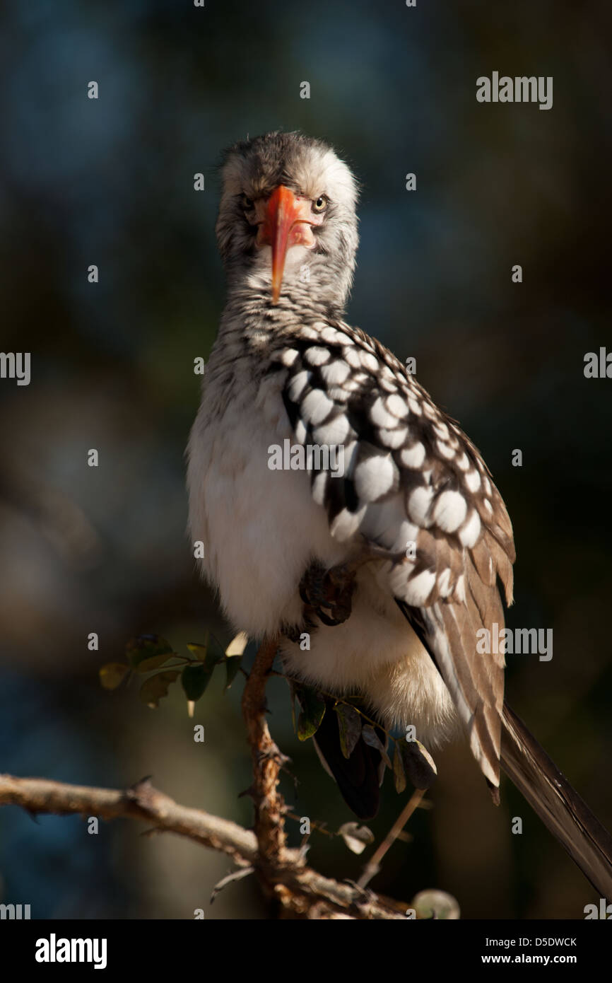 Northern red-billed hornbill (Tockus erythrorhynchus Stock Photo - Alamy