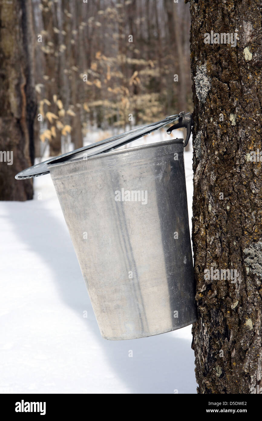 Droplet of maple sap ready to fall into a pail. Maple syrup season ...