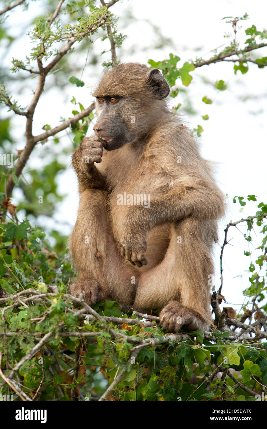 Chacma Baboon eating (Papio ursinus Stock Photo - Alamy