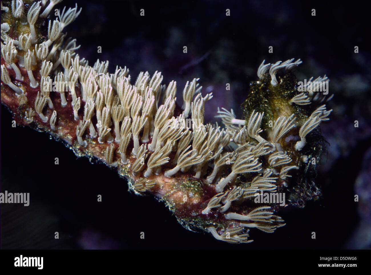 Waving Hand Coral, Anthelia sp. , Xeniidae, Indo-pacific Ocean Stock ...