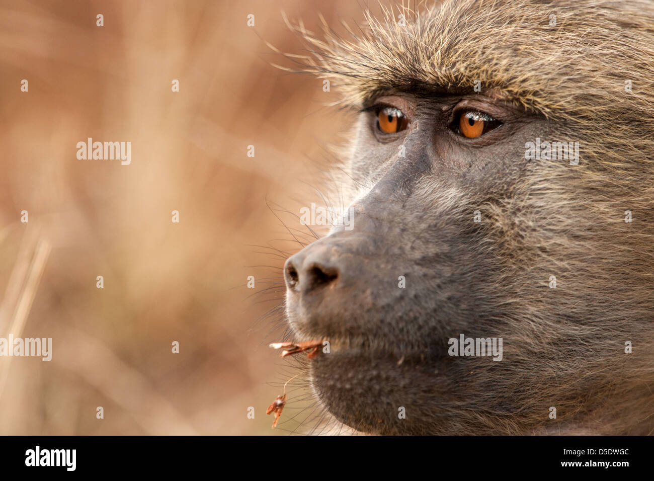 Chacma Baboon eating (Papio ursinus Stock Photo - Alamy