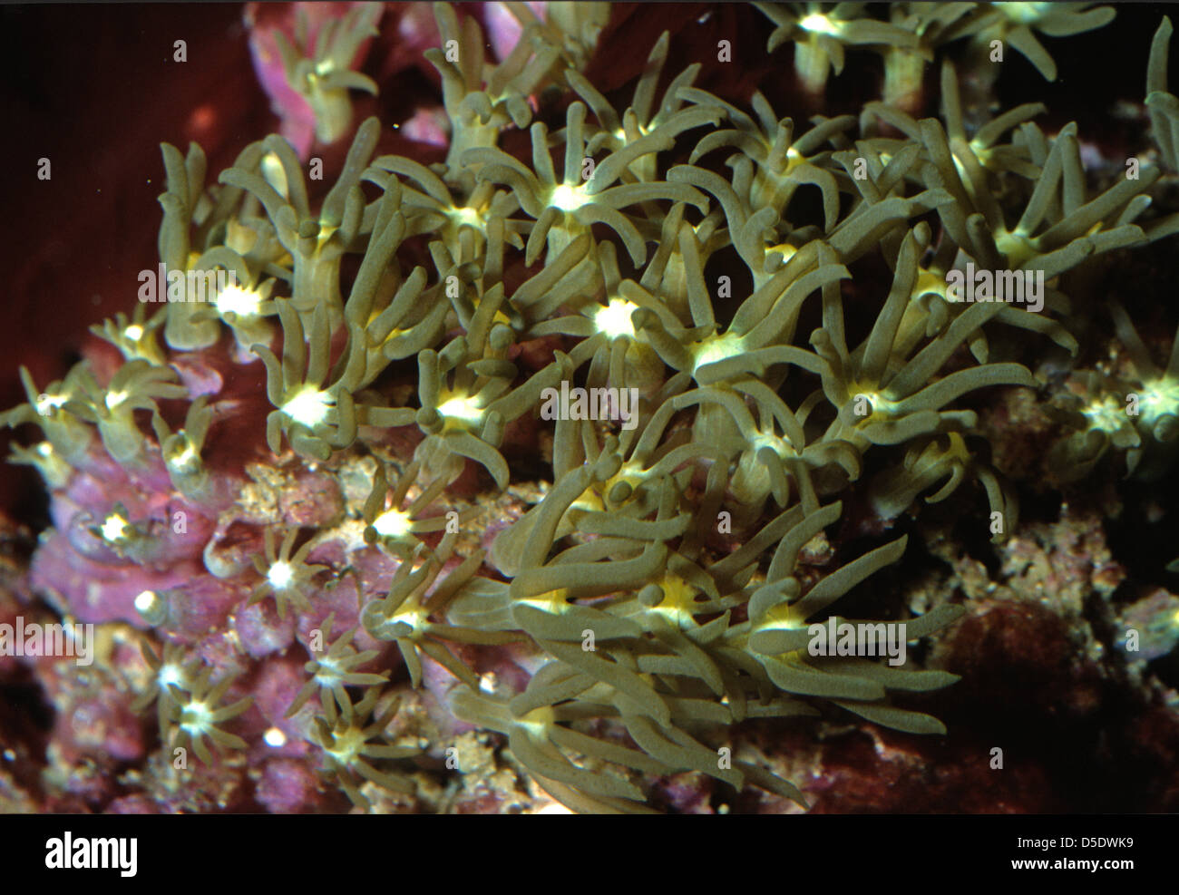 Green Star Polyps Pachyclavularia violacea, Clavulariidae, Indo-pacific ...