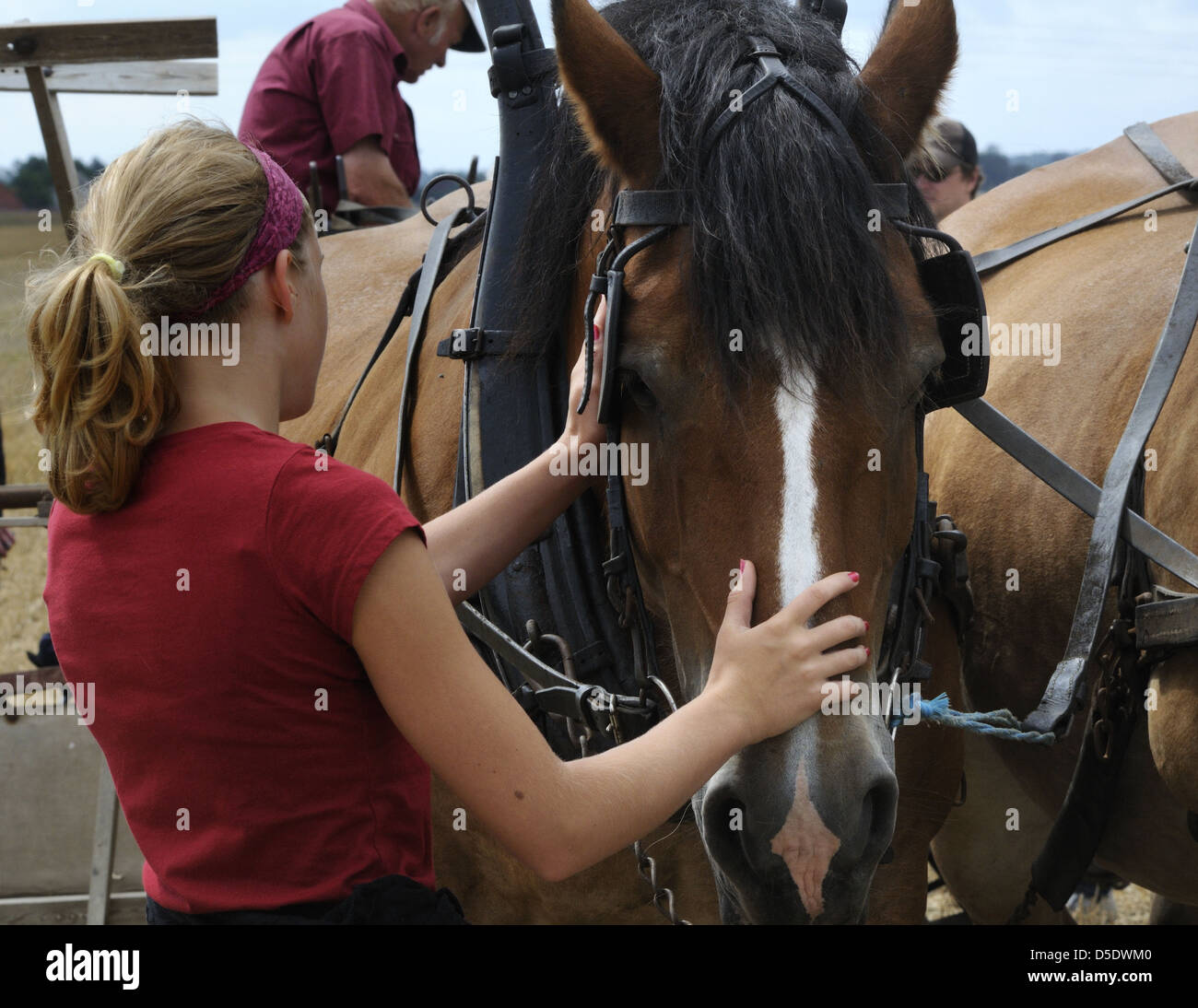 Young horsegirl taking care of a working dray-horse Stock Photo - Alamy