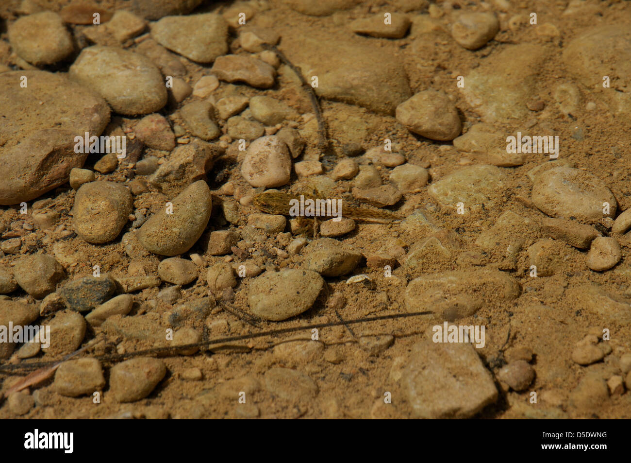 tadpole swimming in a pool near the river Stock Photo - Alamy