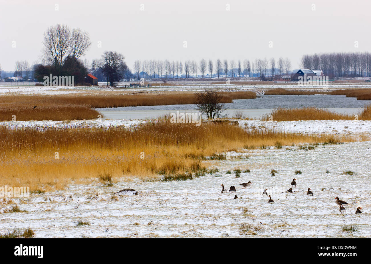 Foraging geese in the snowy landscape near "De Weel". Wolphaartsdijk ...