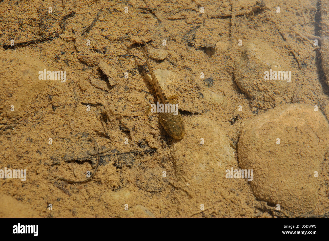 tadpole swimming in a pool near the river Stock Photo - Alamy