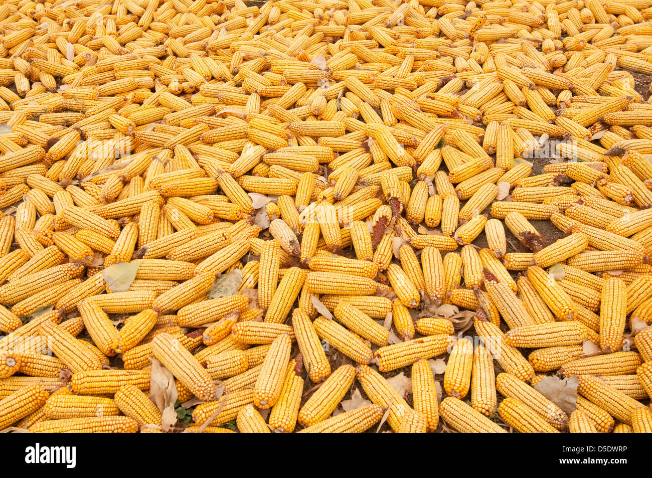 dry yellow corn for food in the winter Stock Photo - Alamy