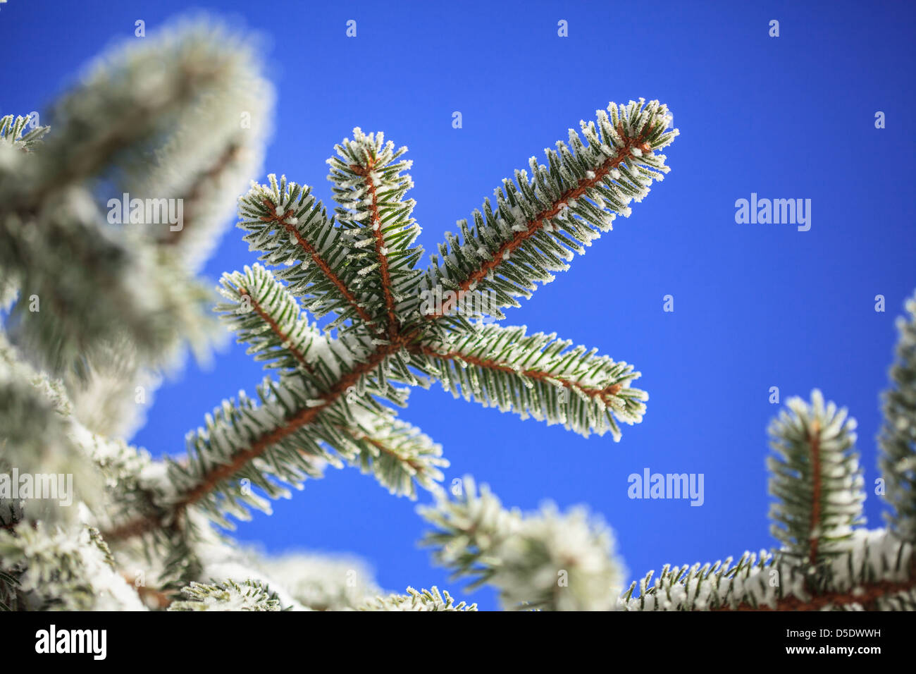 A macro shot of a pine tree covered in frost and snow. Snowshoe, WV ...