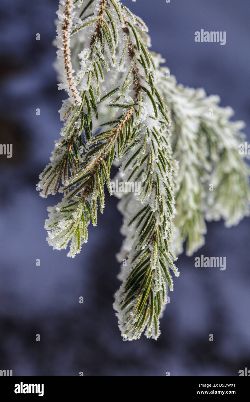 A macro shot of a pine tree covered in frost and snow. Snowshoe, WV ...