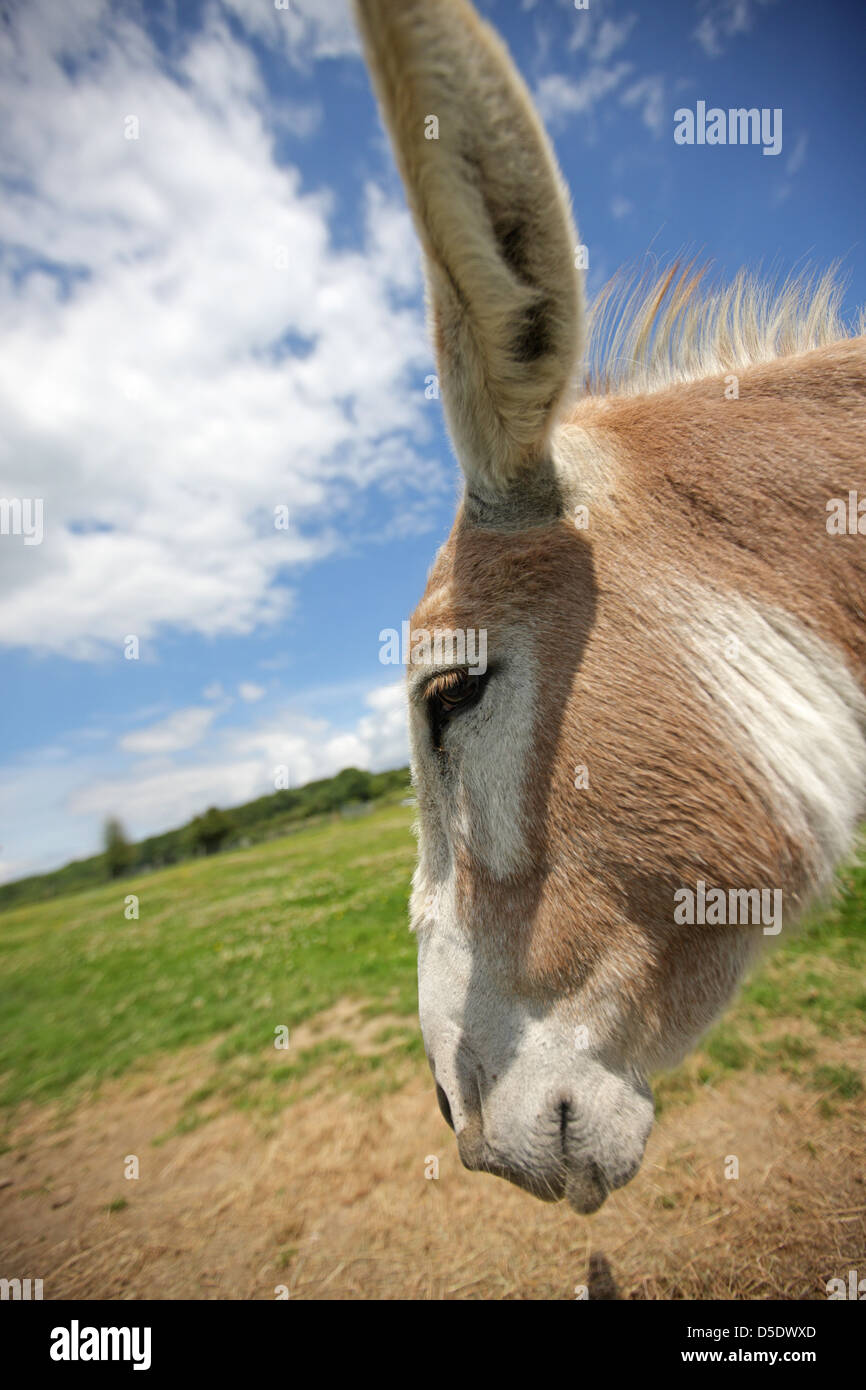 An inquisitive donkey investigates the camera Stock Photo - Alamy