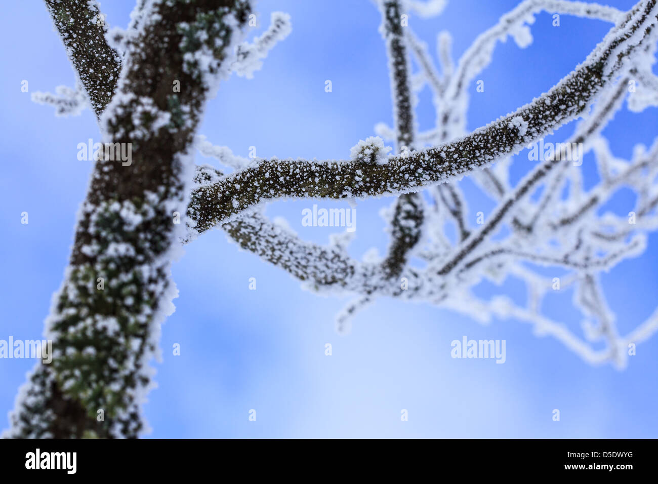 Snow flake tree detail hi-res stock photography and images - Alamy
