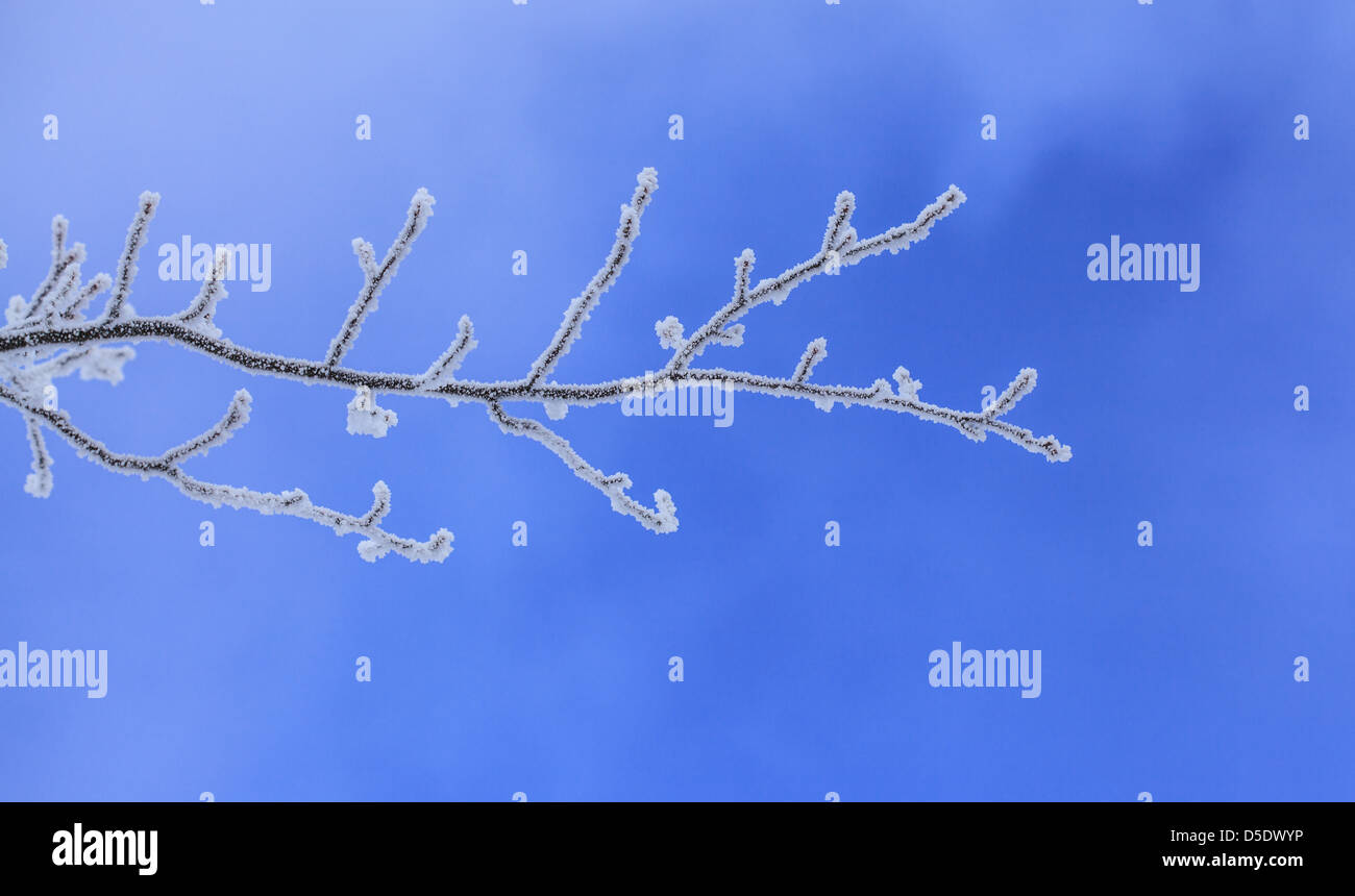Snow flake tree detail hi-res stock photography and images - Alamy