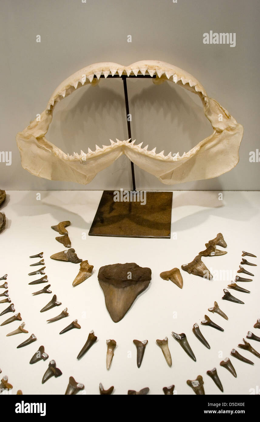 The natural history museum of lille hi-res stock photography and images ...