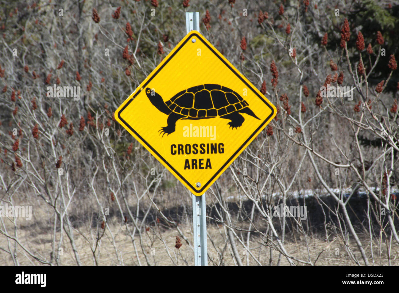 Yellow sign warning of possibility of turtles crossing the roads ...